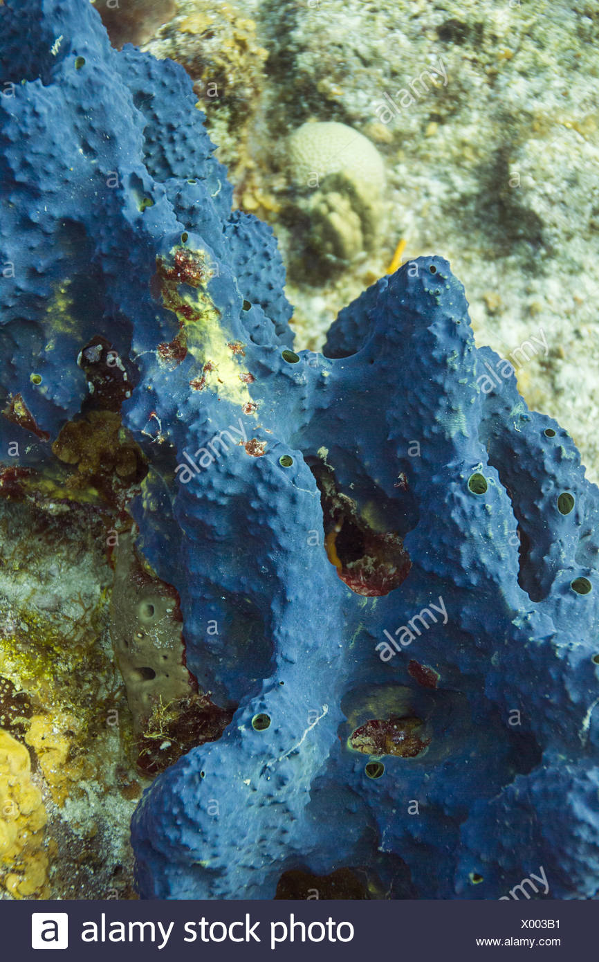 Haliclona High Resolution Stock Photography and Images - Alamy