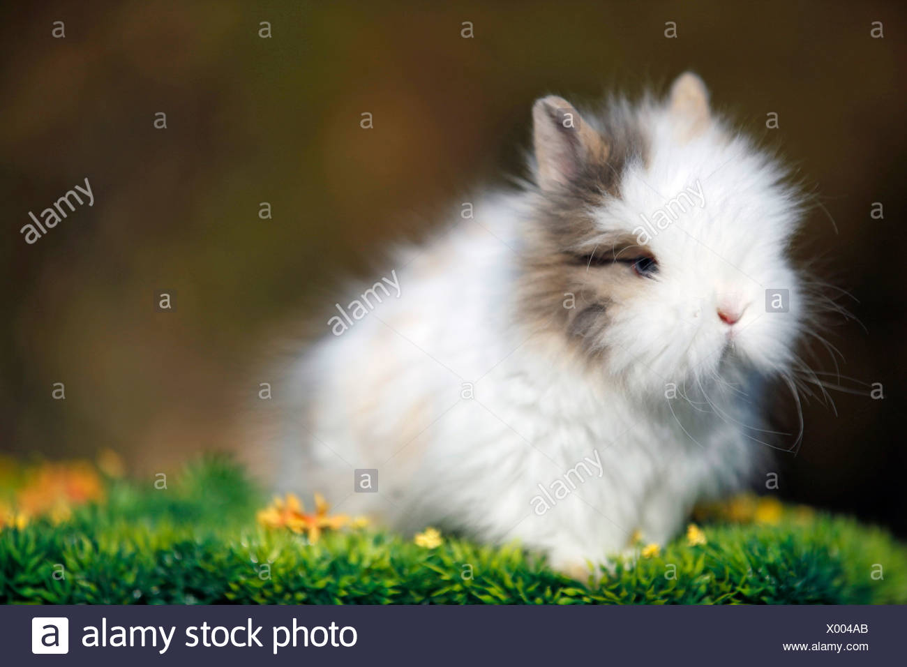 Teddy Dwarf Rabbits High Resolution Stock Photography and Images - Alamy