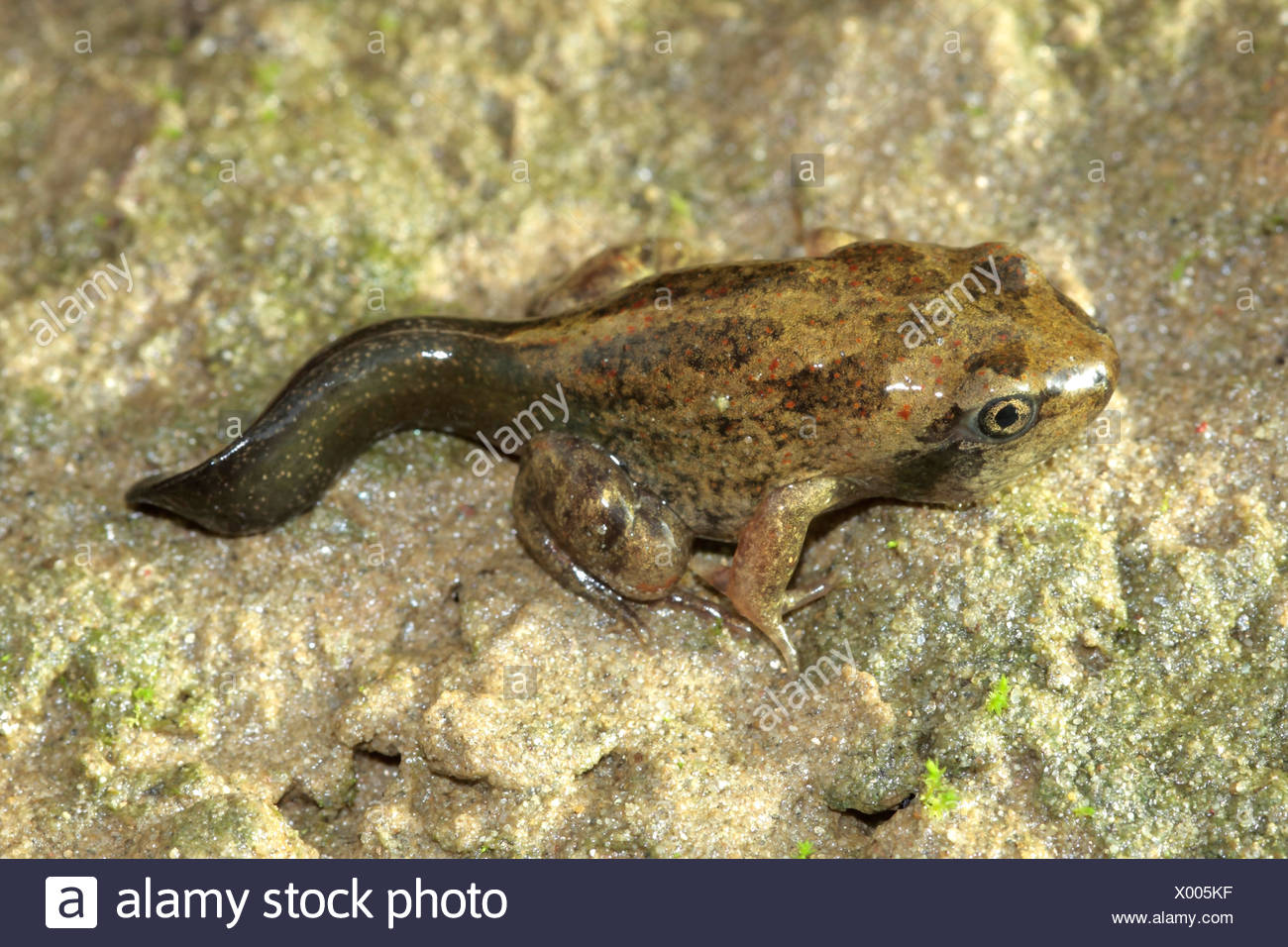 German Toads High Resolution Stock Photography and Images - Alamy