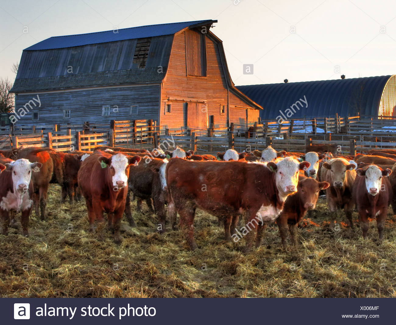 Old Cattle Barn High Resolution Stock Photography and Images - Alamy