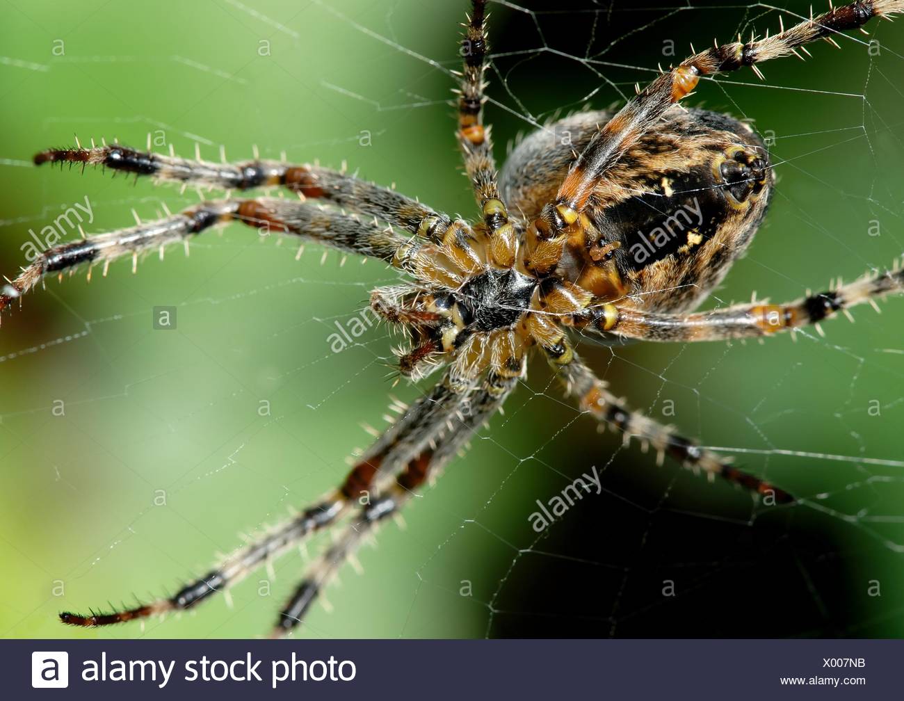 Echte Echte Radnetzspinne High Resolution Stock Photography and Images ...