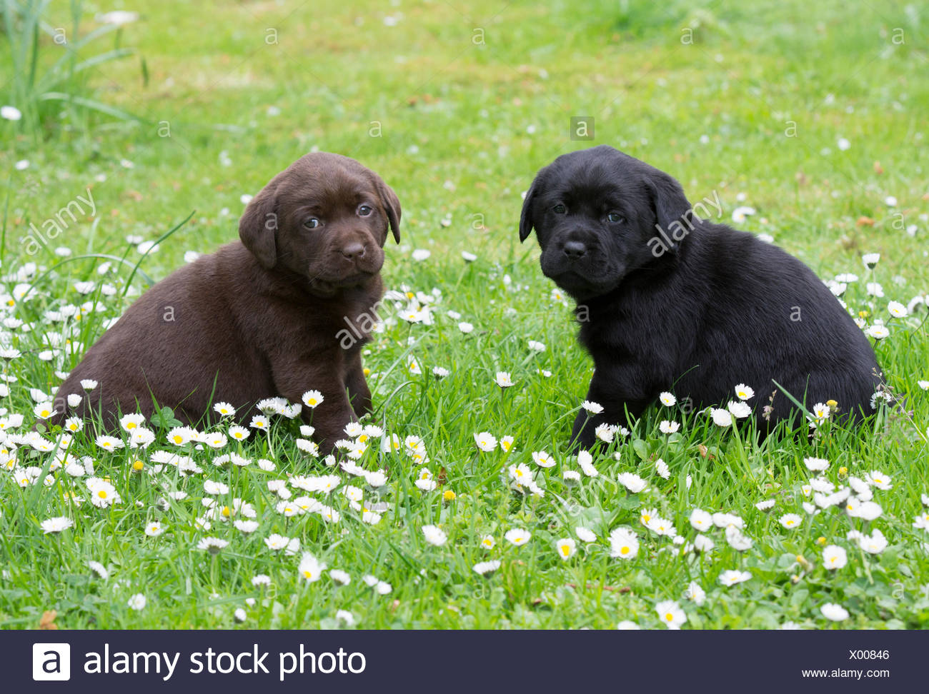Two Retriever Puppies High Resolution Stock Photography and Images - Alamy