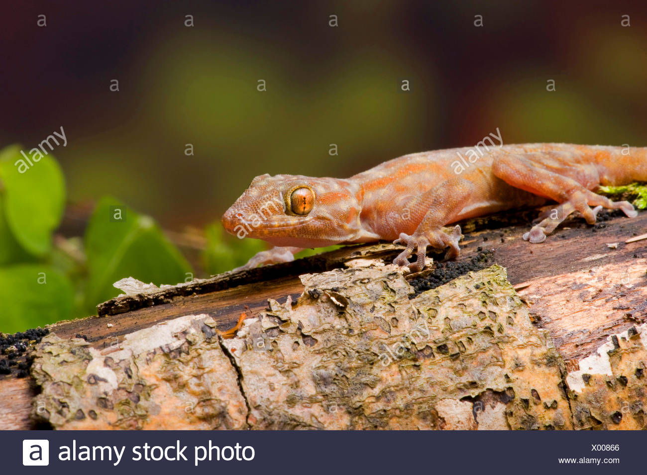 Fan Fingered Gecko Stock Photos & Fan Fingered Gecko Stock Images - Alamy