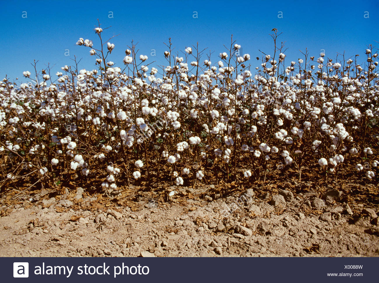 Bt Cotton High Resolution Stock Photography and Images - Alamy