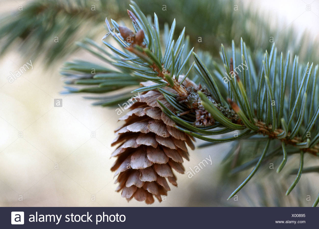 Sitka Spruce Cones High Resolution Stock Photography and Images - Alamy