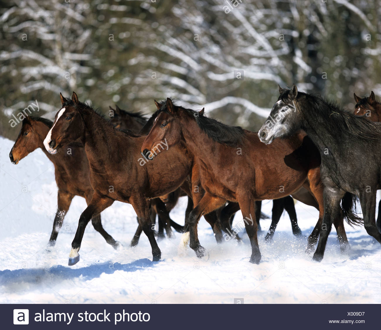 Holsteiner Horses High Resolution Stock Photography and Images - Alamy