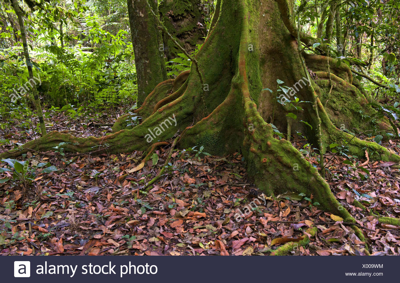 African Roots High Resolution Stock Photography and Images - Alamy