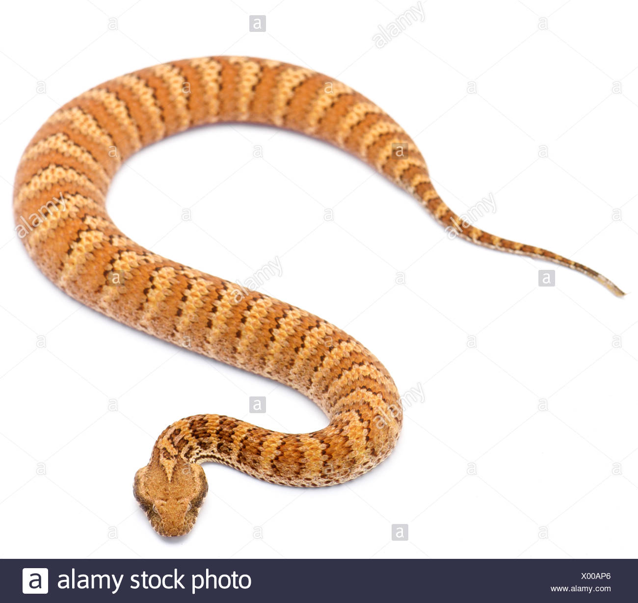 Common Death Adder Stock Photos & Common Death Adder Stock Images - Alamy