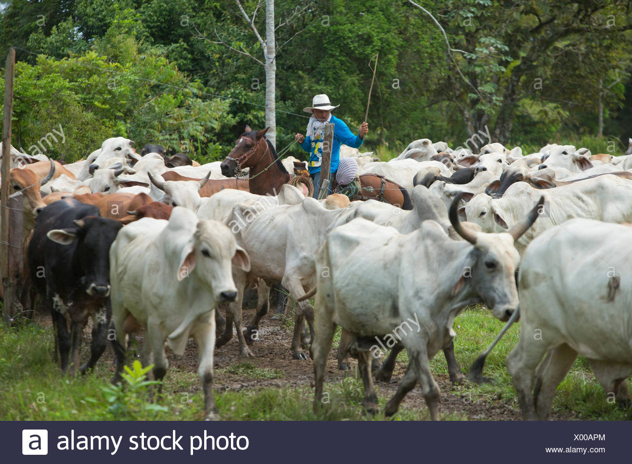 Breeding Cattle High Resolution Stock Photography and Images - Alamy