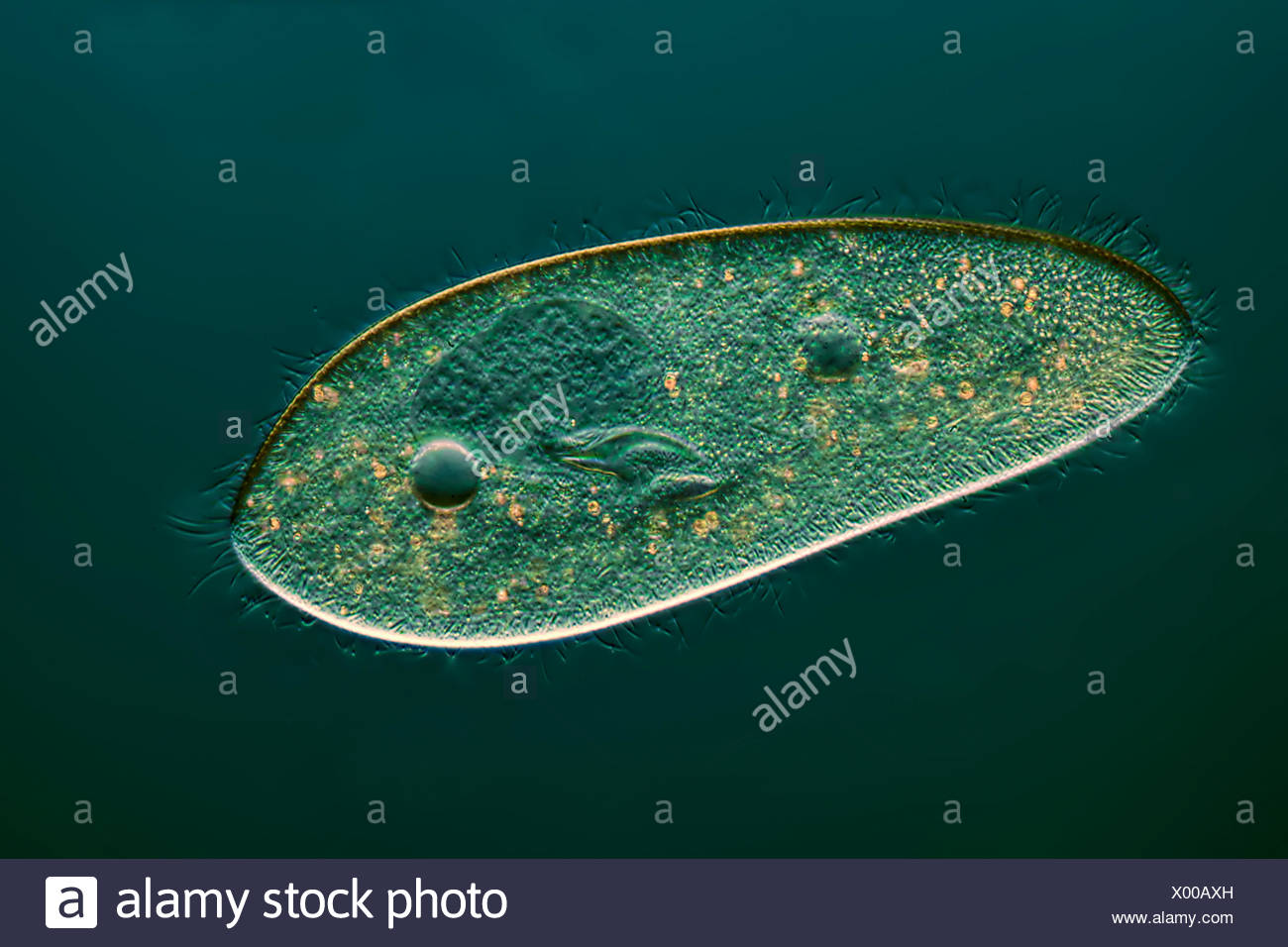 Ciliates Ciliata High Resolution Stock Photography and Images - Alamy