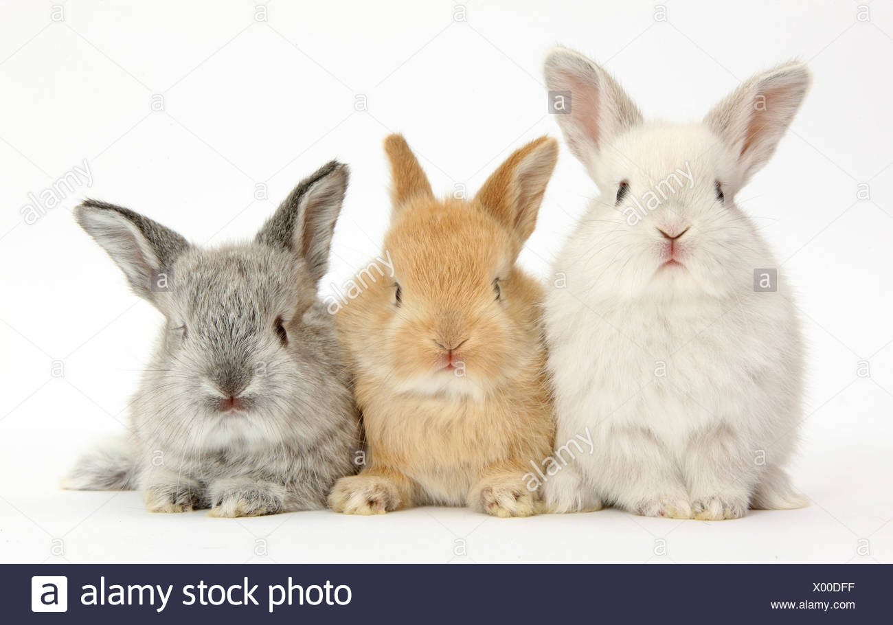 Three Baby Rabbits High Resolution Stock Photography and Images - Alamy