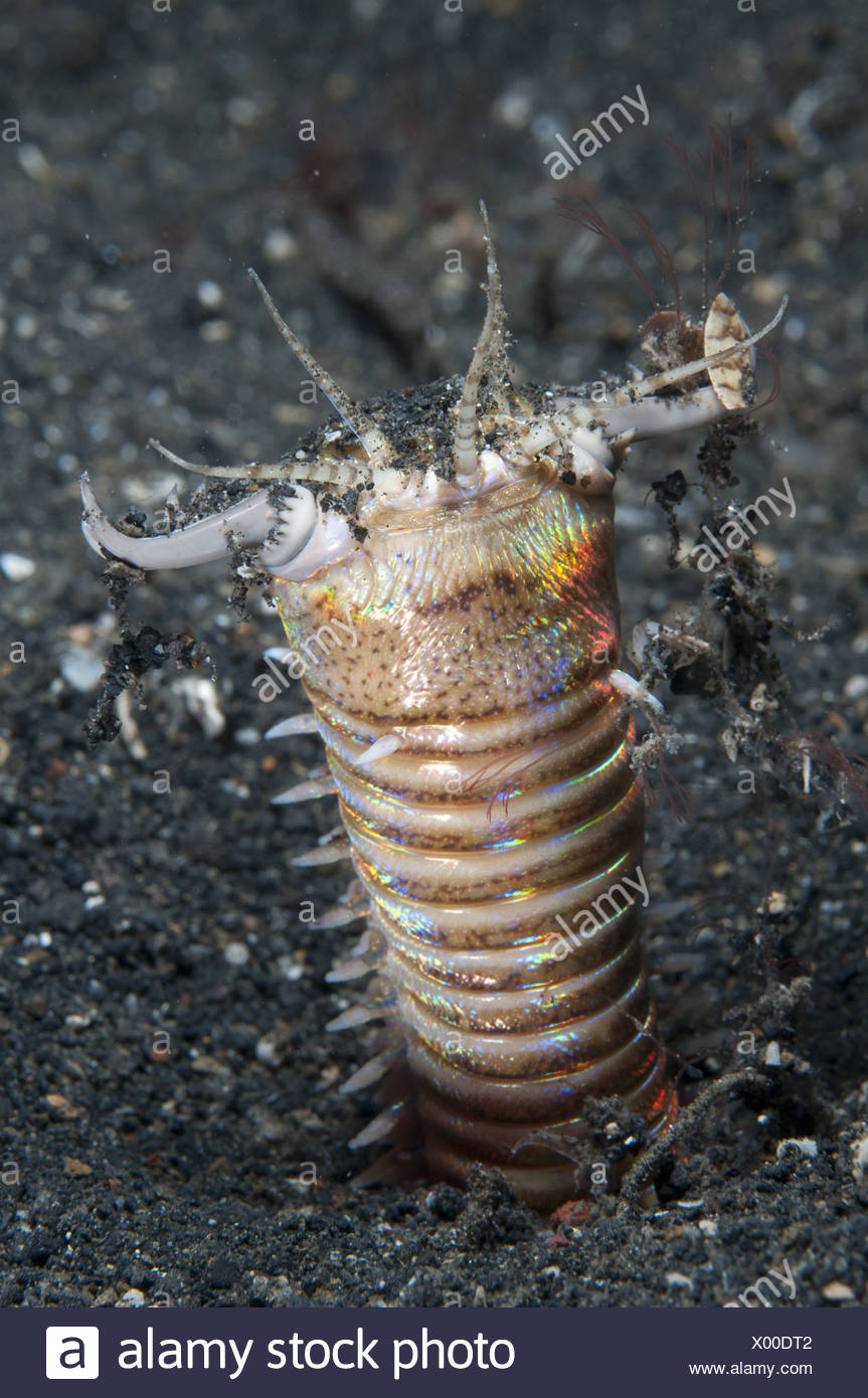 Bobbit Worms Stock Photos & Bobbit Worms Stock Images - Alamy