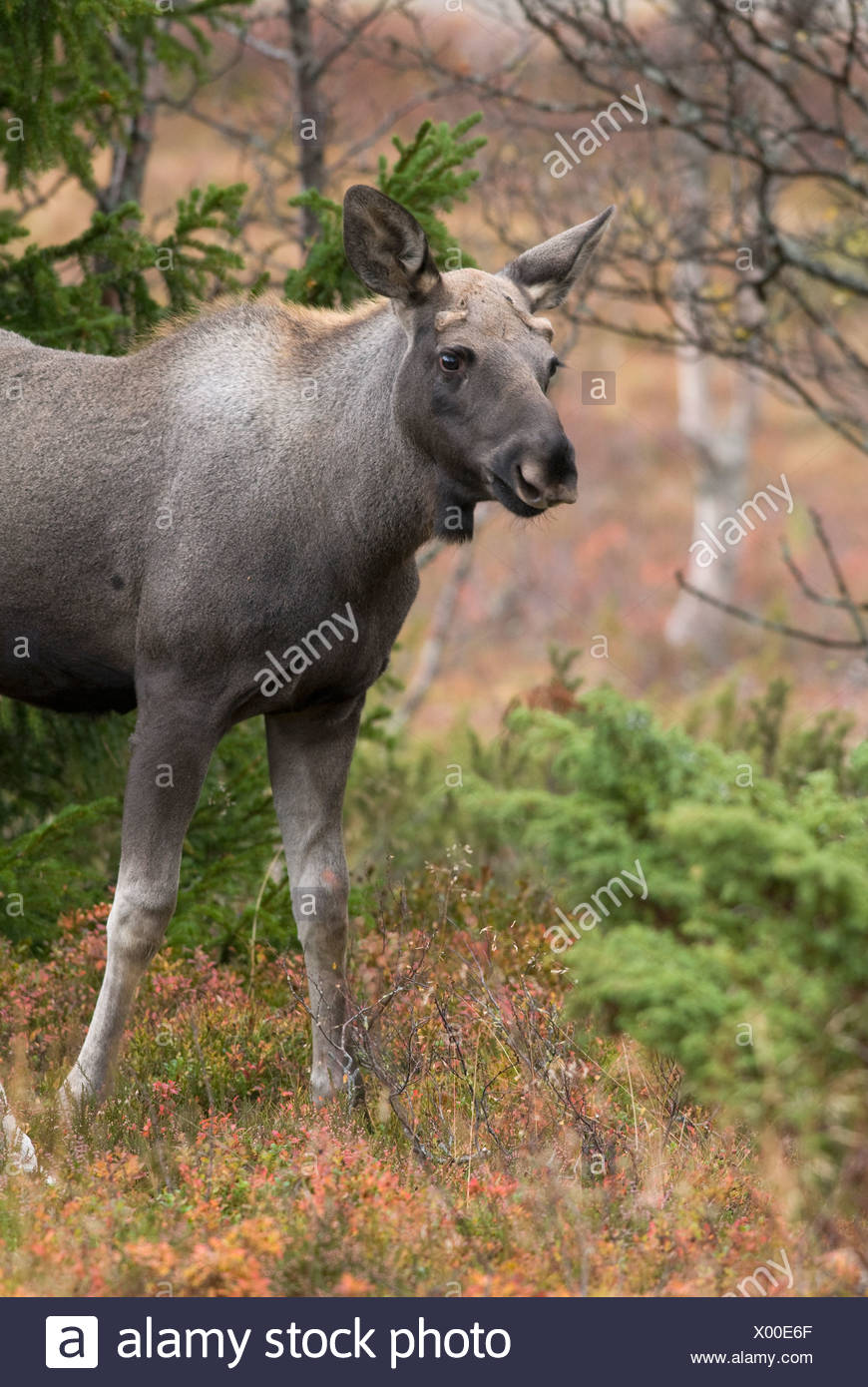 Coniferous Forest Animal High Resolution Stock Photography and Images ...