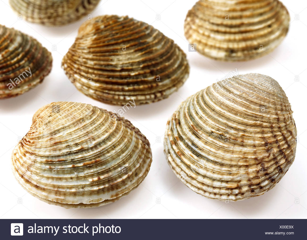 Venus Shells High Resolution Stock Photography and Images - Alamy