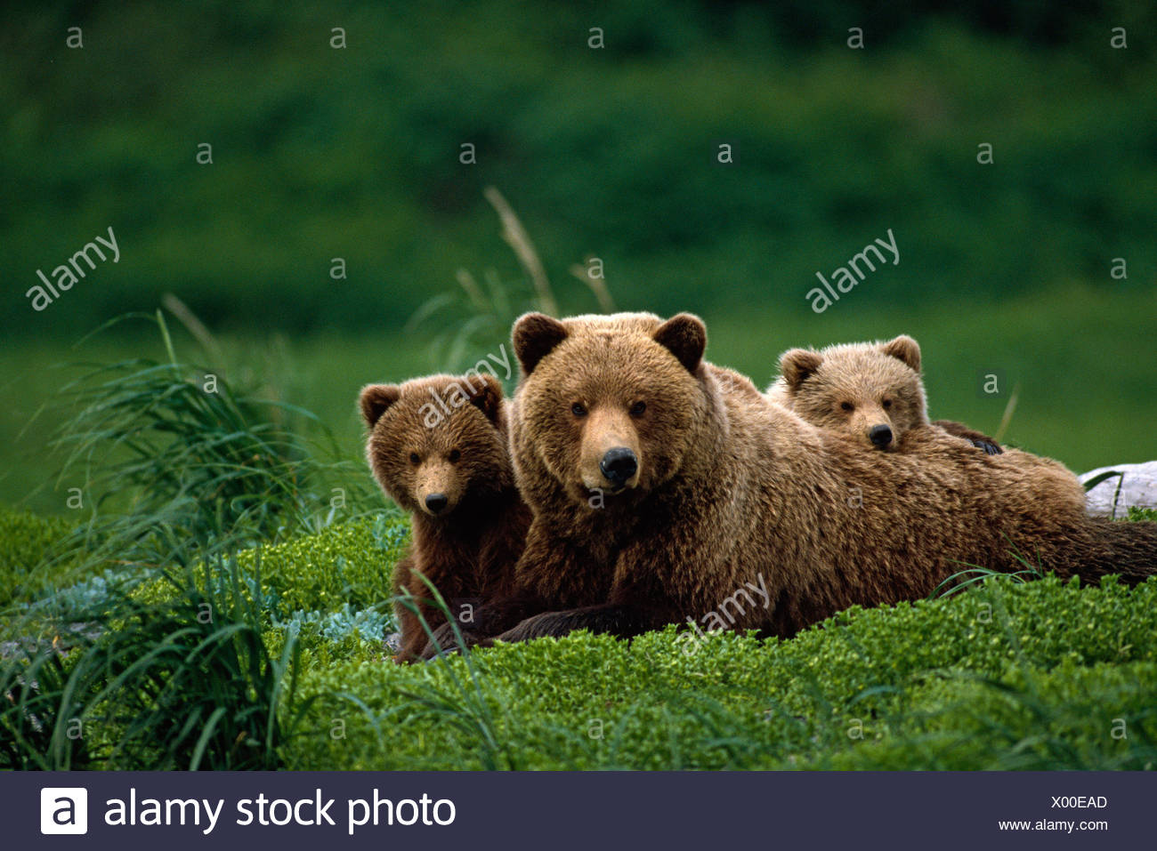 Grizzly Bear Family High Resolution Stock Photography and Images - Alamy