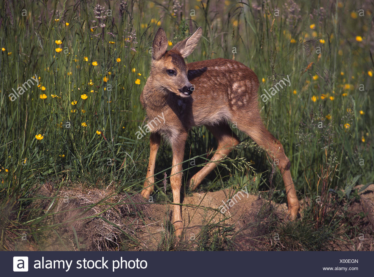 Baby Roe Deer Stock Photos & Baby Roe Deer Stock Images - Alamy