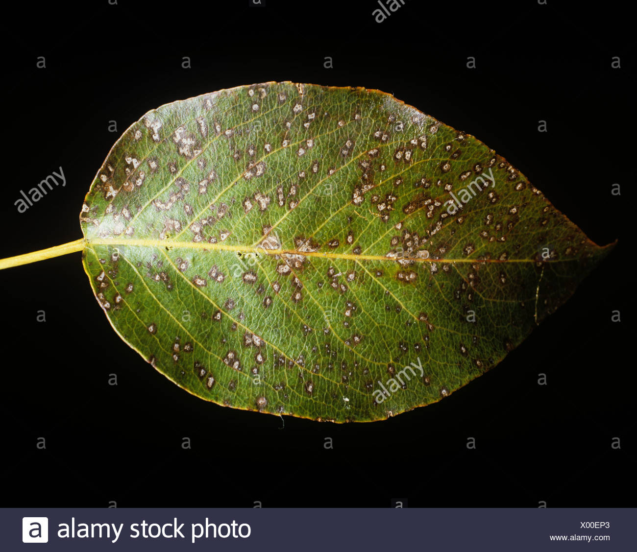 Pear Disease Stock Photos & Pear Disease Stock Images - Alamy
