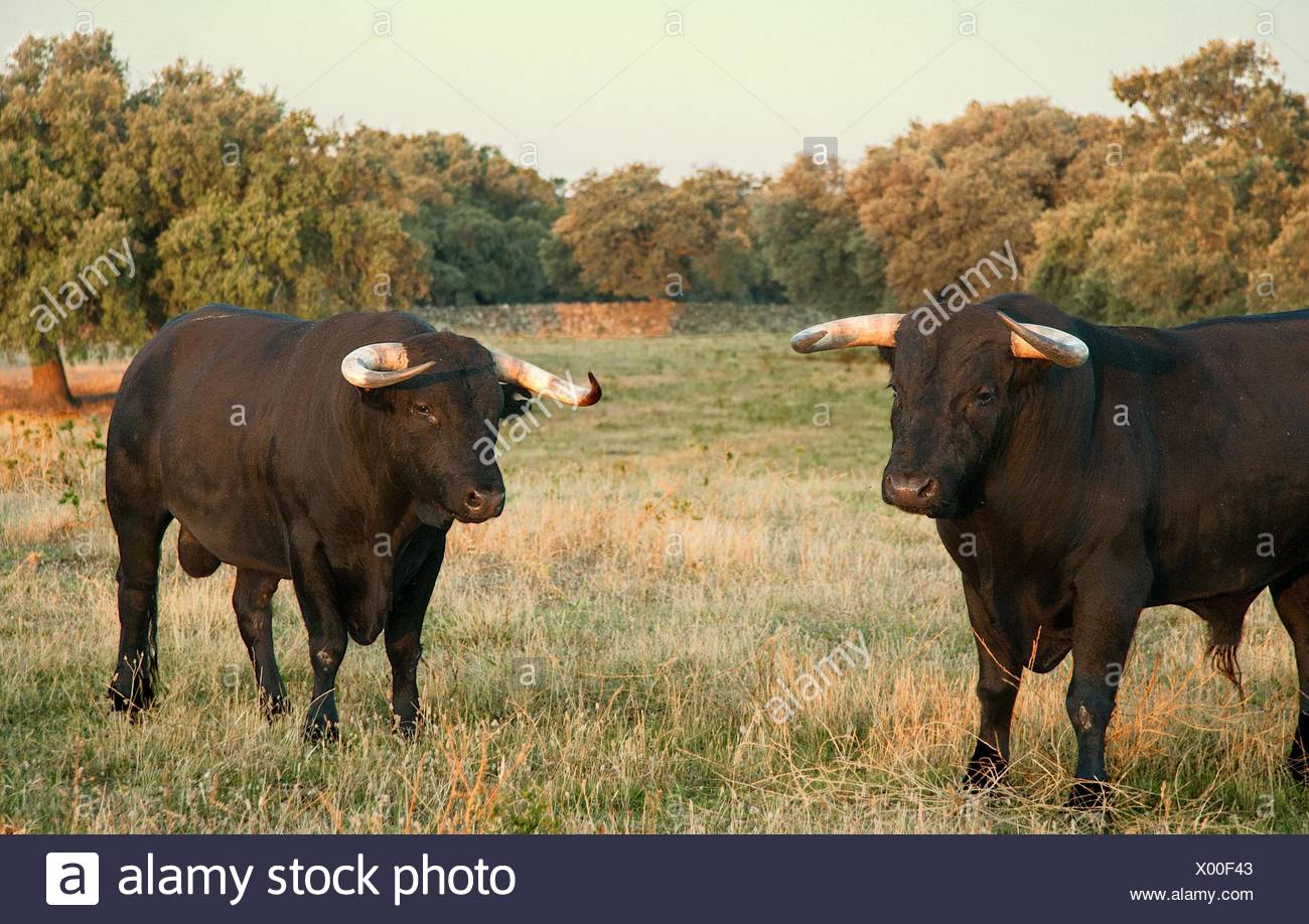 Spanish Fighting Cattle High Resolution Stock Photography and Images ...