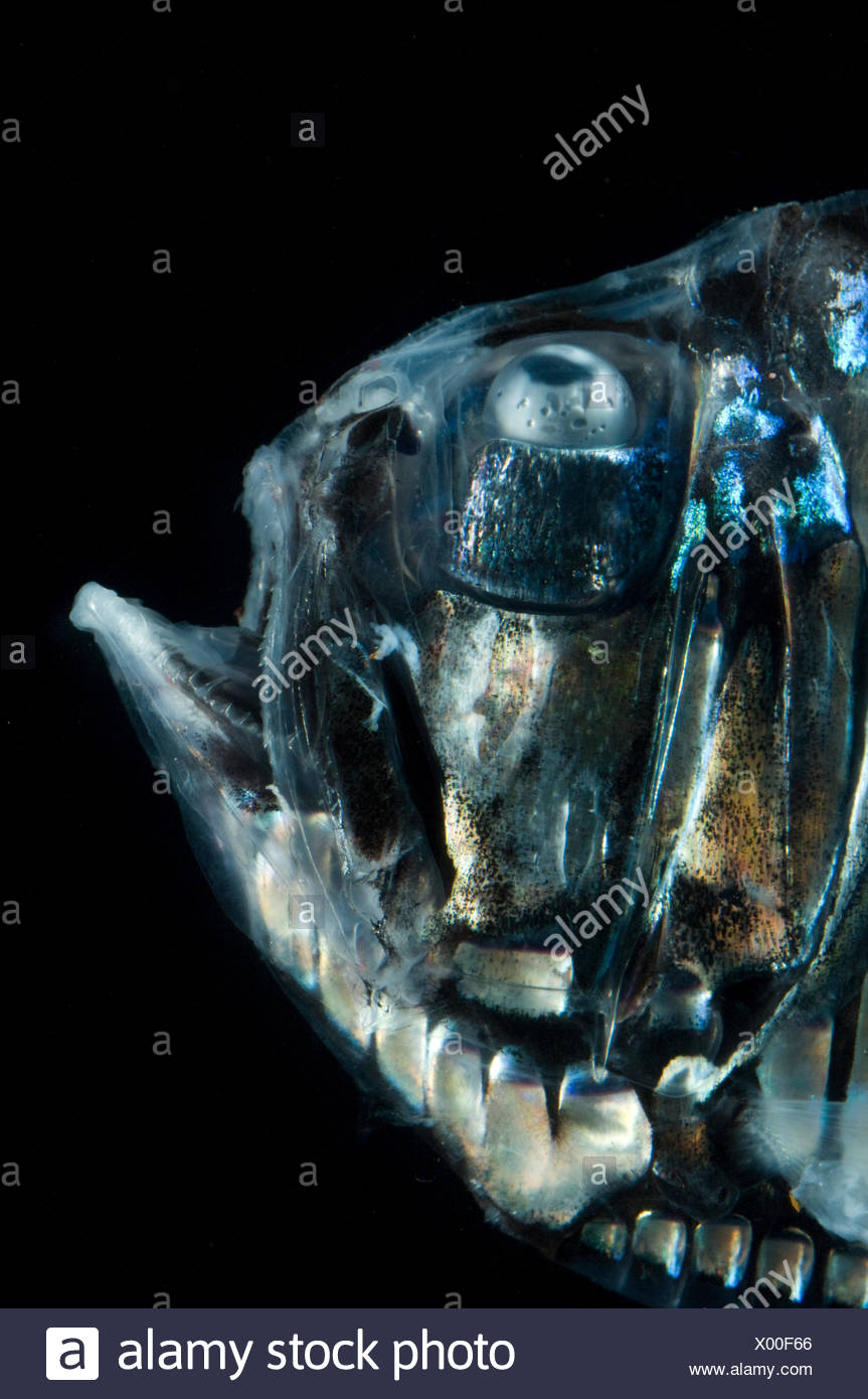 Blue Eyes Fish High Resolution Stock Photography and Images - Alamy