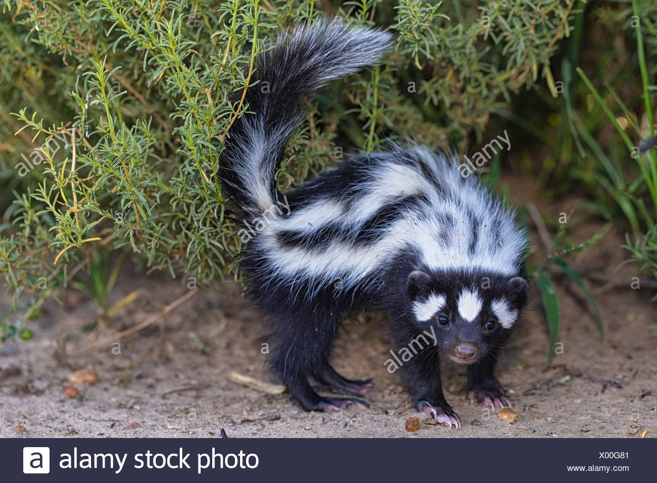 Striped Polecat Stock Photos & Striped Polecat Stock Images - Alamy