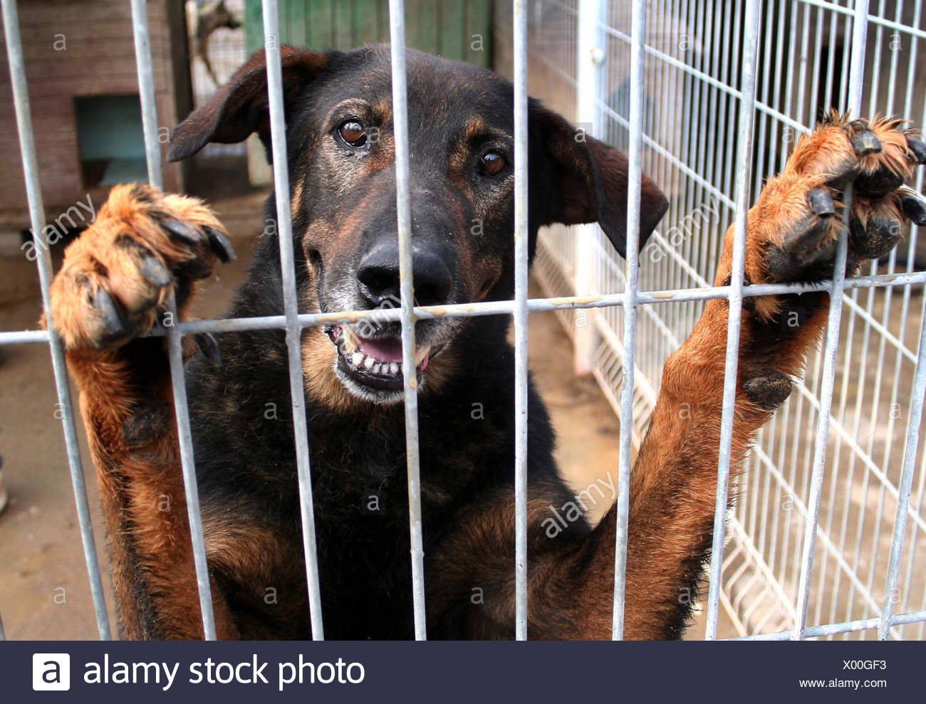 Kennel Mammals High Resolution Stock Photography and Images - Alamy