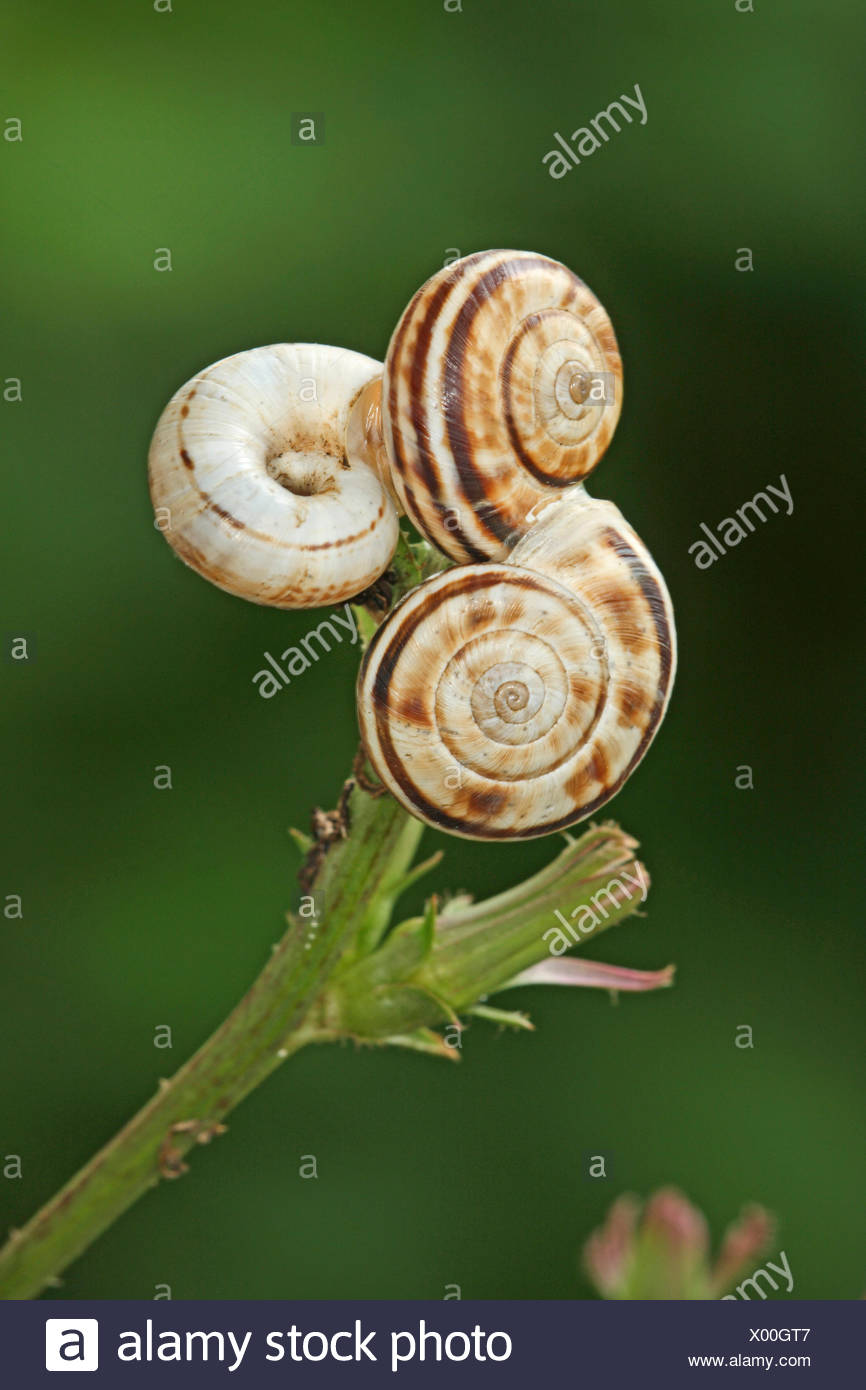 Helicella Stock Photos & Helicella Stock Images - Alamy