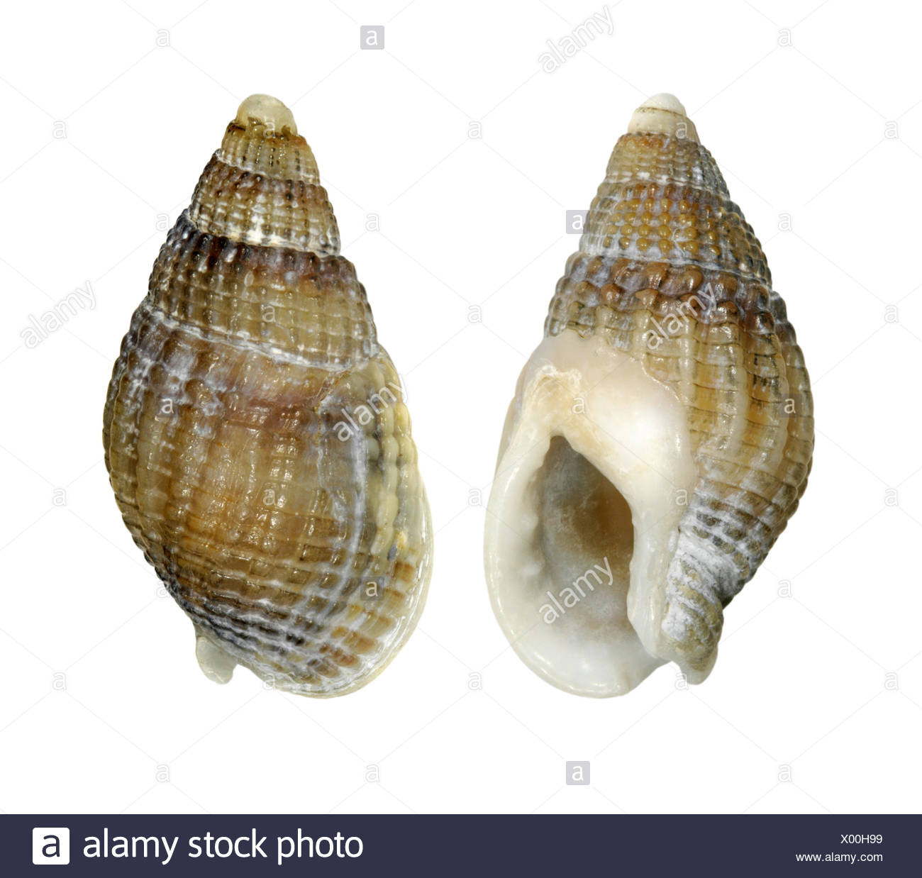 Netted Dog Whelk Stock Photos & Netted Dog Whelk Stock Images - Alamy
