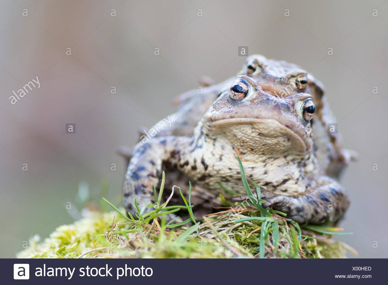 Bufu Bufo High Resolution Stock Photography and Images - Alamy