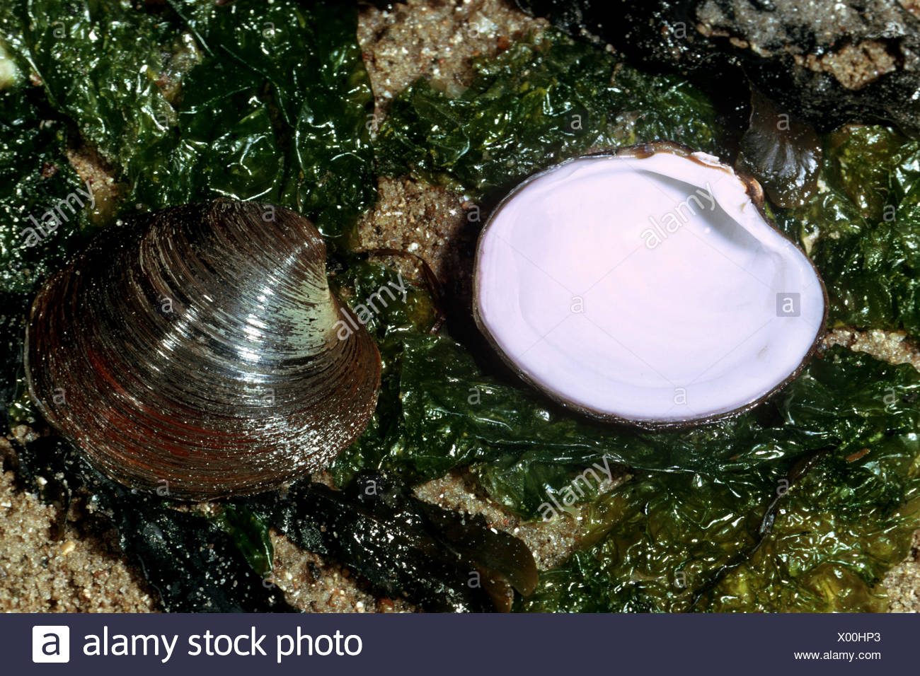 Ocean Quahog Stock Photos & Ocean Quahog Stock Images - Alamy