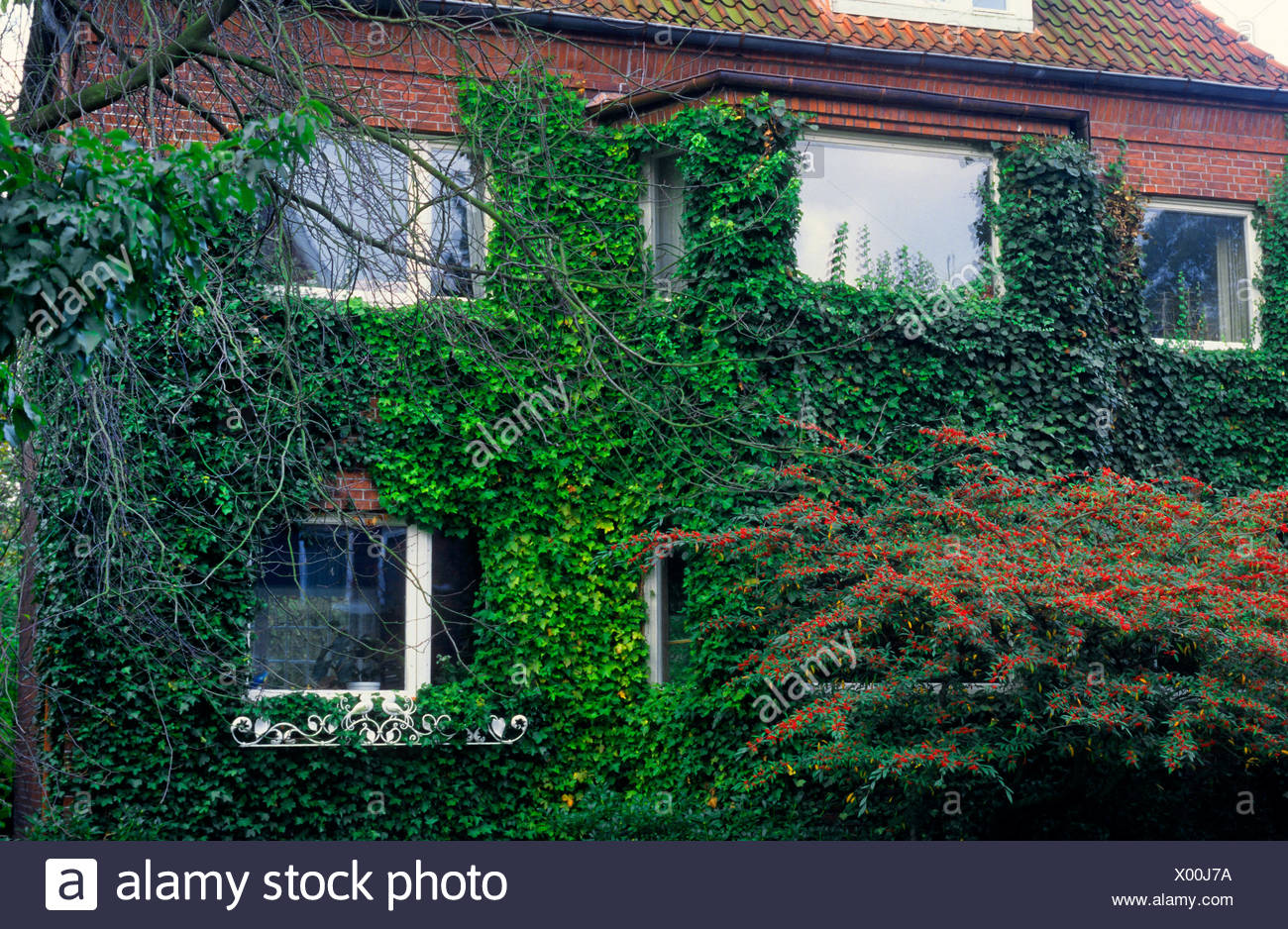 Ivy Clad Building High Resolution Stock Photography and Images - Alamy