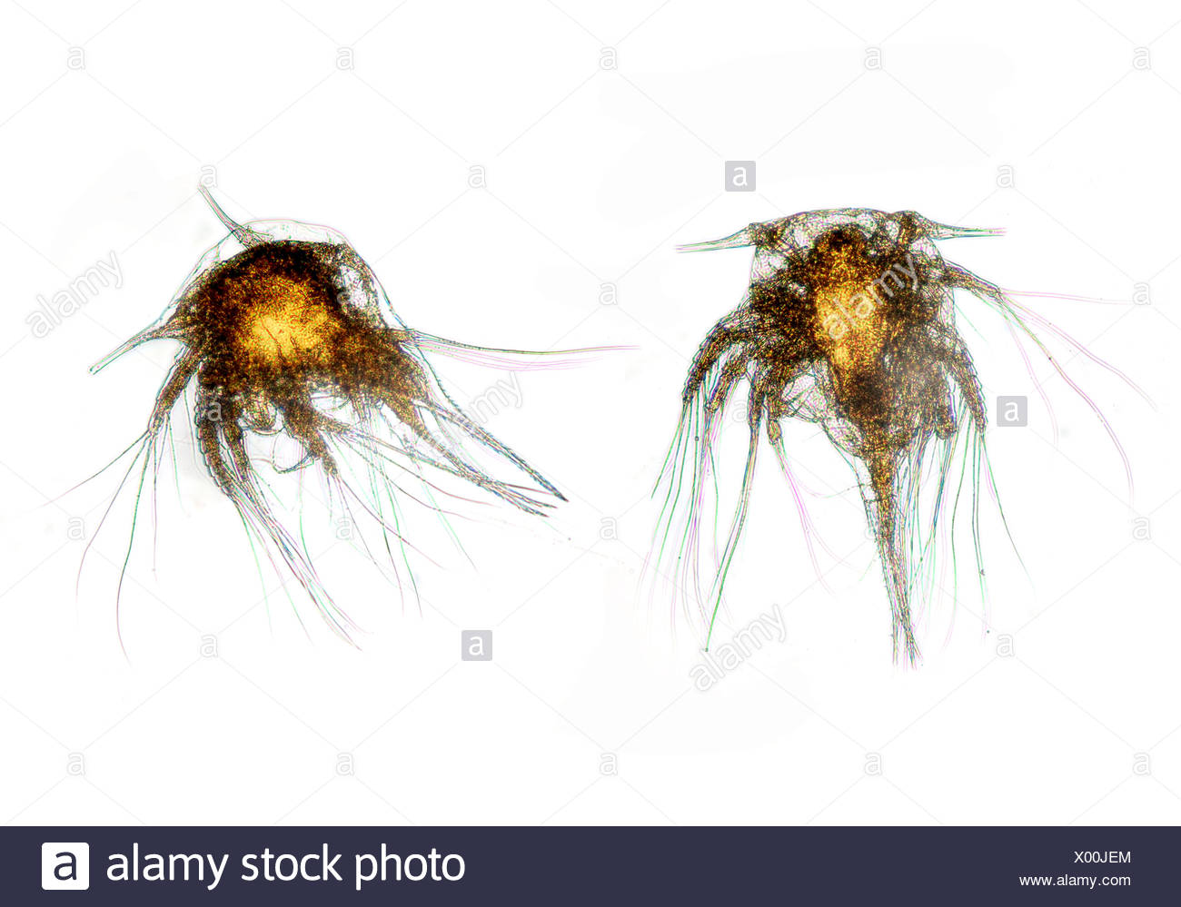 Nauplius Larvae High Resolution Stock Photography and Images - Alamy