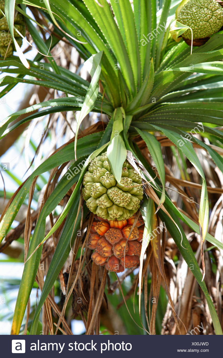 Pine Tree Fruit High Resolution Stock Photography and Images - Alamy