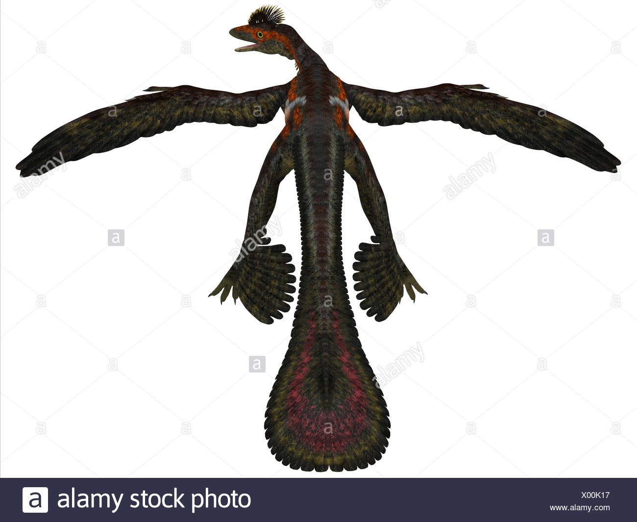 Microraptor Dinosaur High Resolution Stock Photography and Images - Alamy