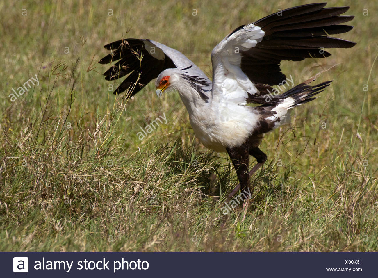Secretary Bird Hunting High Resolution Stock Photography and Images - Alamy