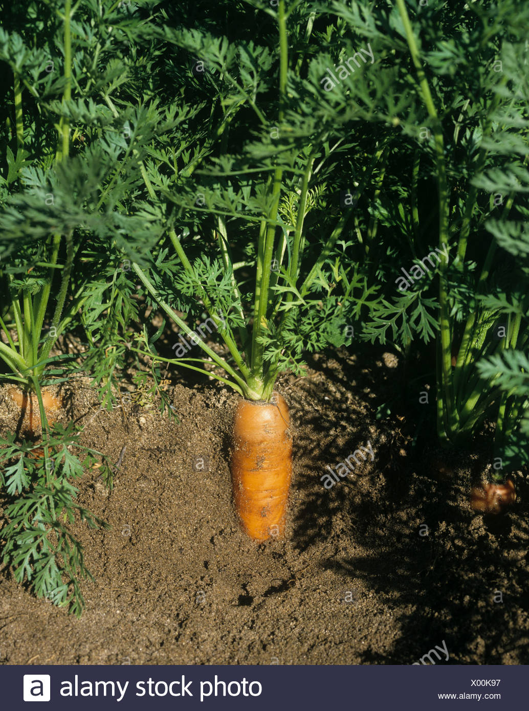 Tap Root High Resolution Stock Photography and Images - Alamy