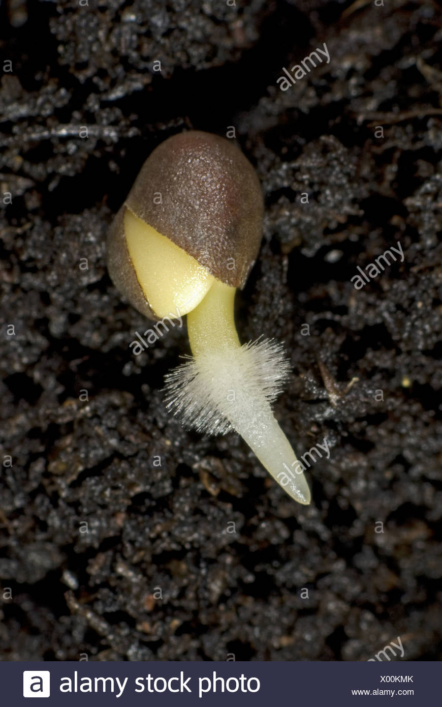 Root Root Hairs High Resolution Stock Photography and Images - Alamy