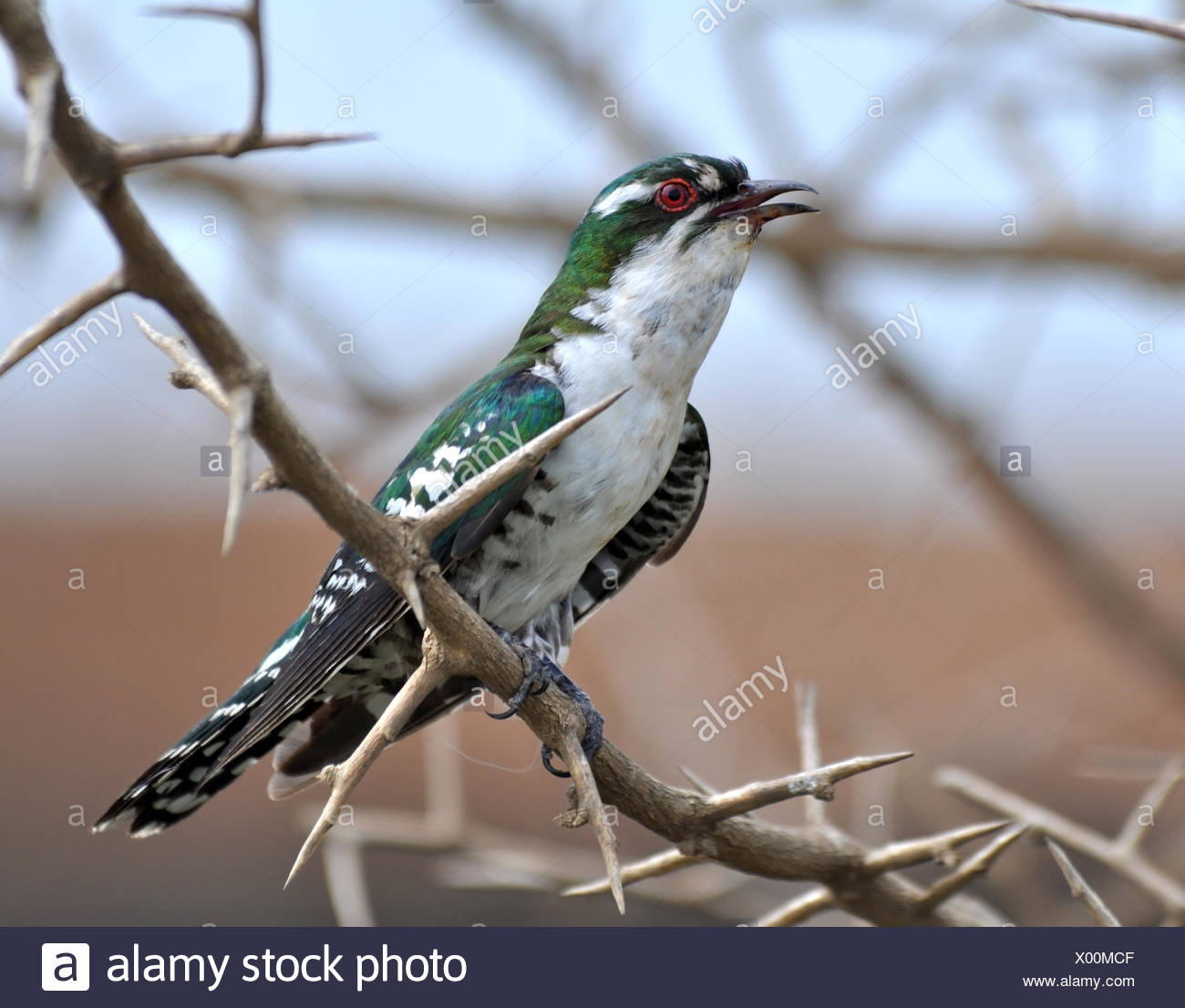 Klaass Stock Photos & Klaass Stock Images - Alamy