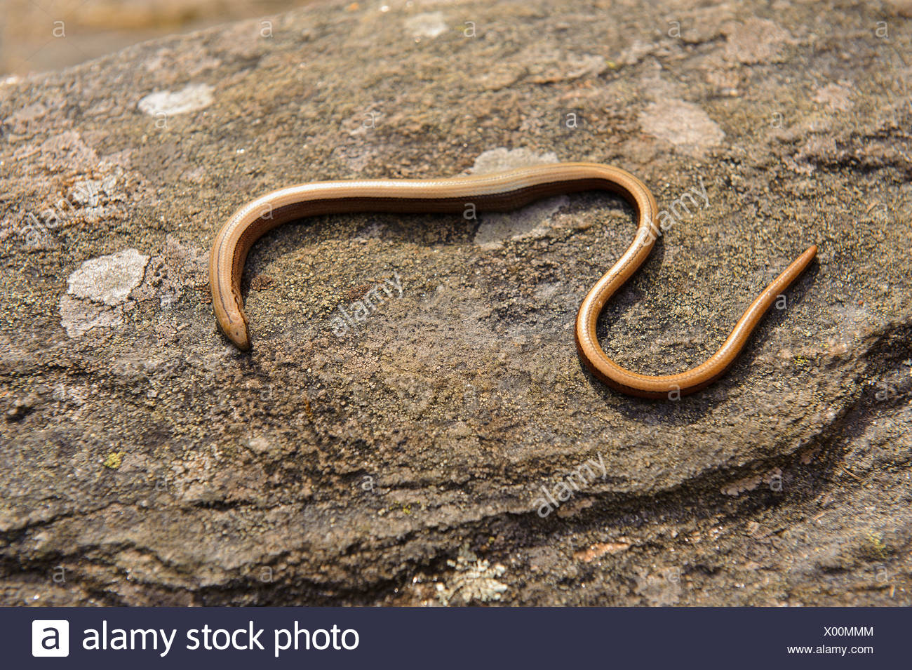 Dead Snake High Resolution Stock Photography and Images - Alamy