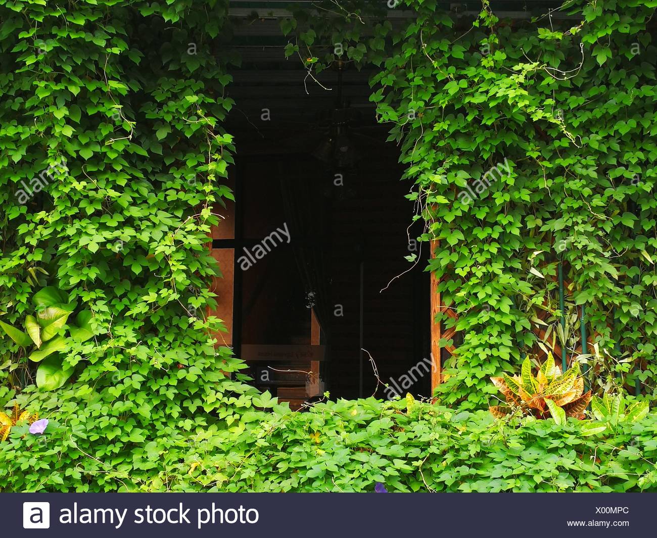 Climbing Climb Vine Stock Photos & Climbing Climb Vine Stock Images - Alamy