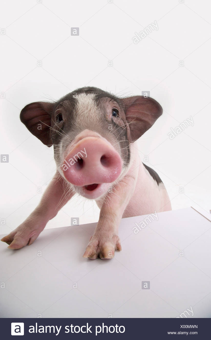 Pig Head Open Mouth High Resolution Stock Photography and Images - Alamy