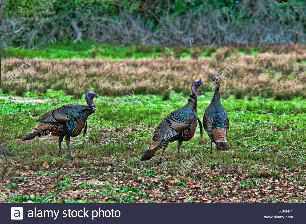 Aransas National Wildlife Refuge High Resolution Stock Photography and ...