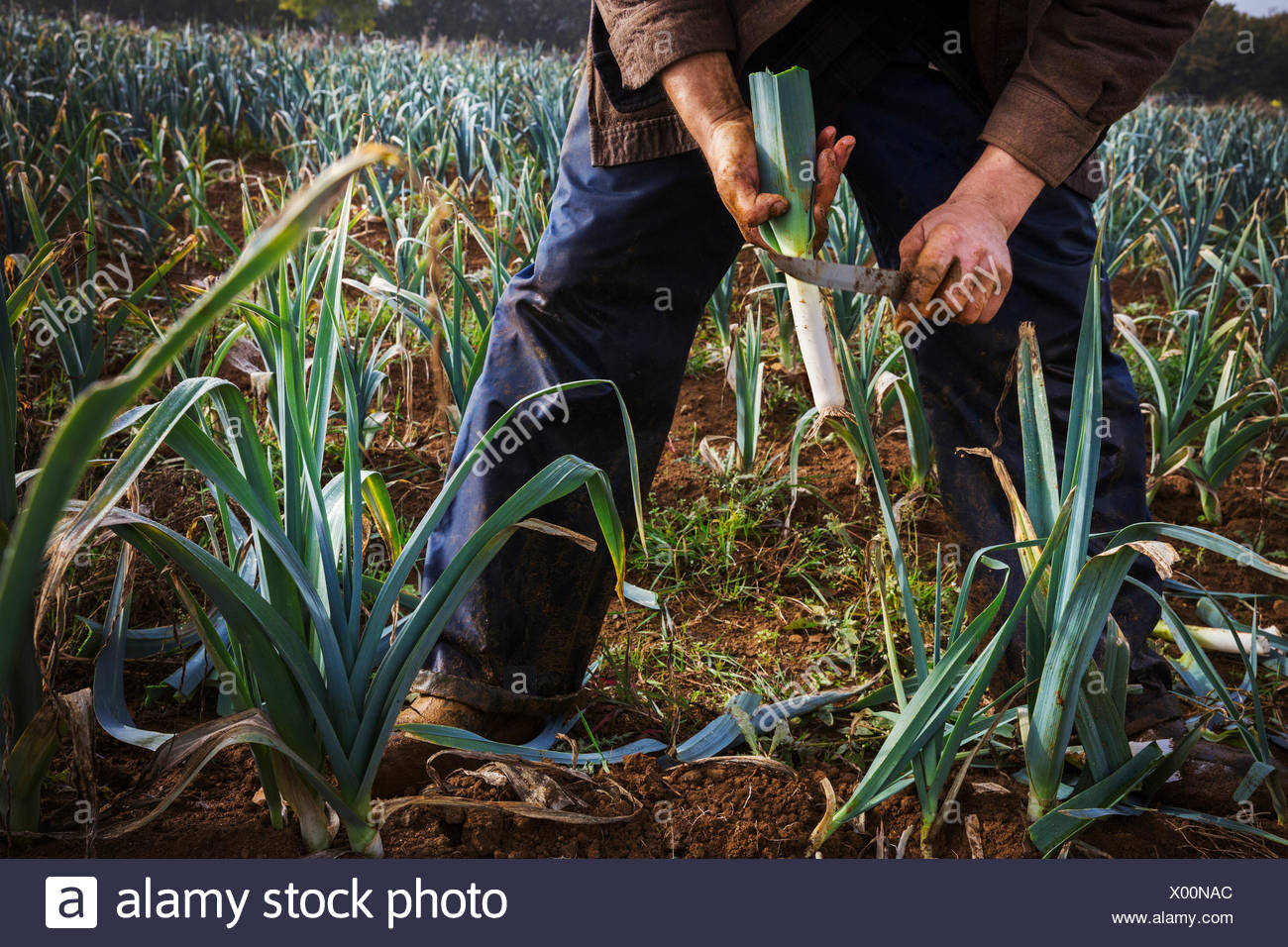 Man Holding Leek Stock Photos & Man Holding Leek Stock Images - Alamy