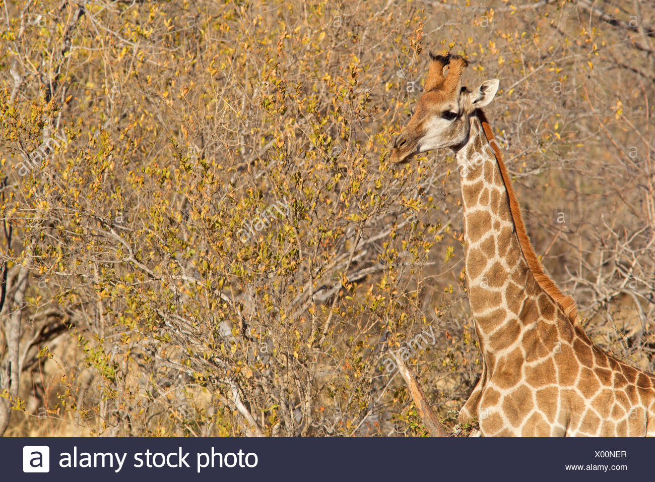 Giraffe Eating Leaves Tree Stock Photos & Giraffe Eating Leaves Tree ...