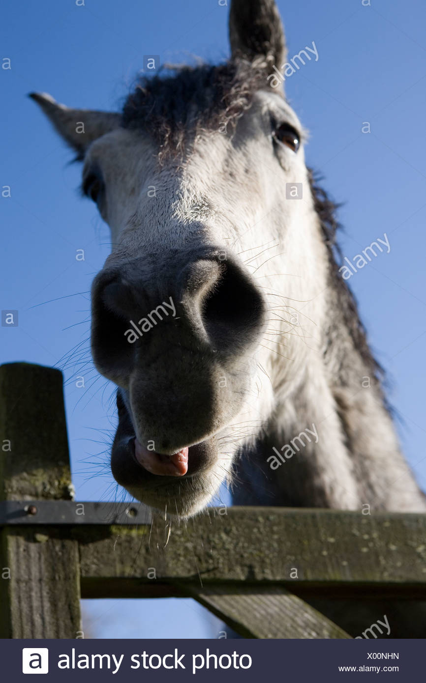 Snorting Horses High Resolution Stock Photography and Images - Alamy