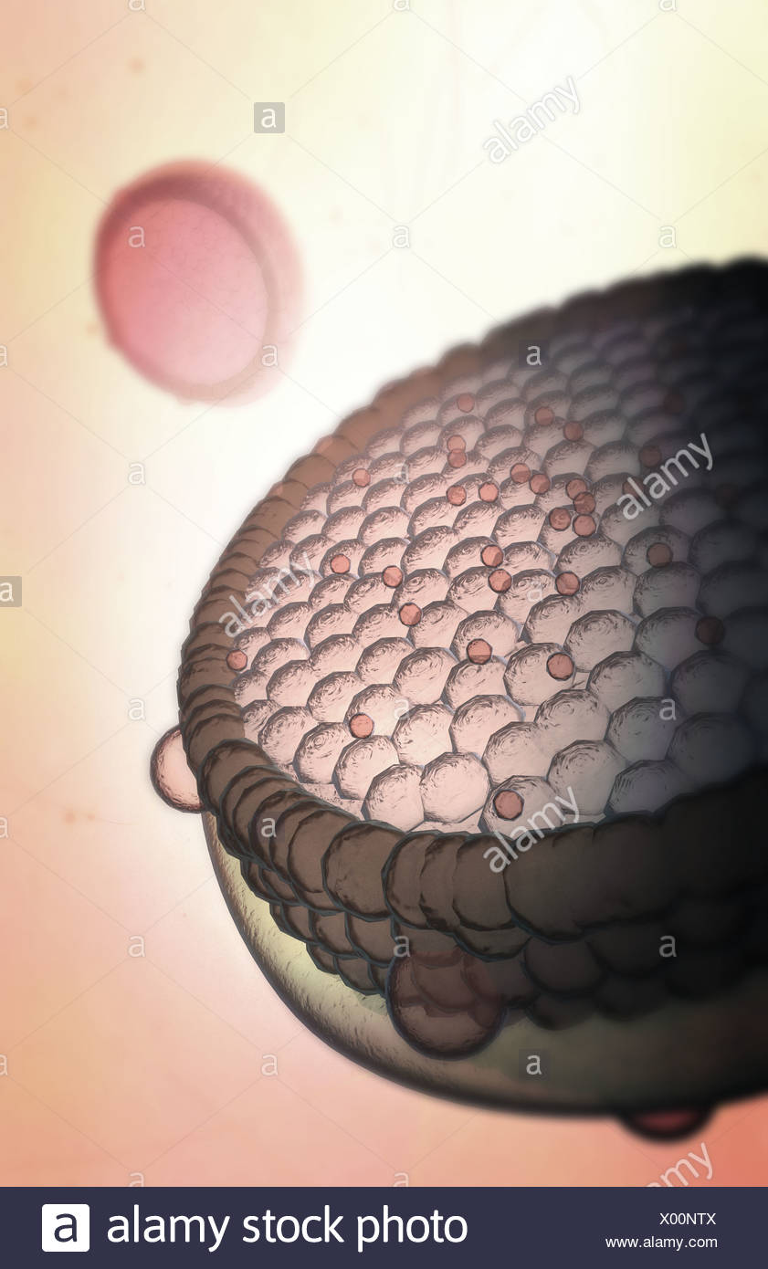 Very Low Density Lipoprotein High Resolution Stock Photography and ...