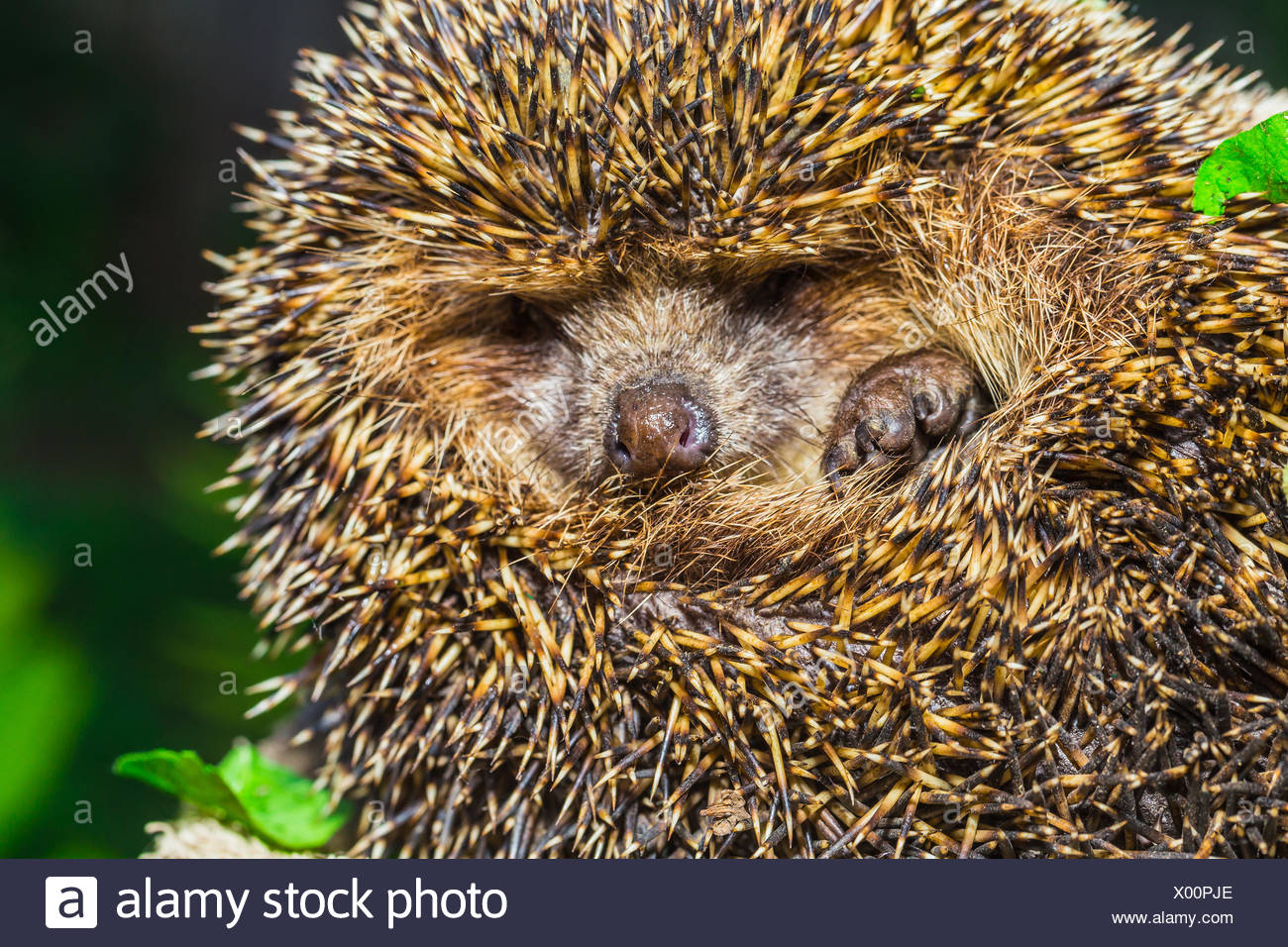 Atelerix Albiventris Stock Photos & Atelerix Albiventris Stock Images ...