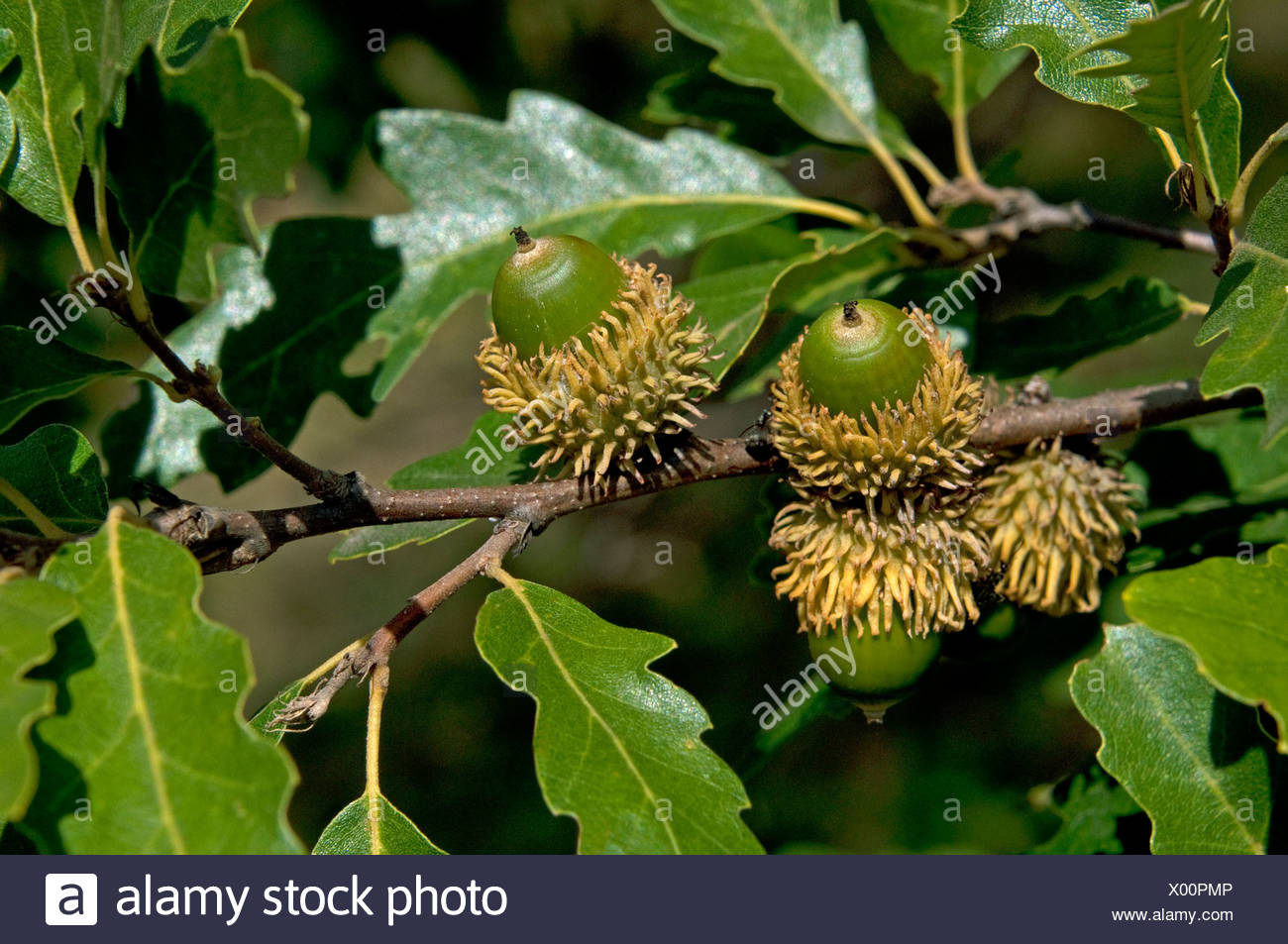 Unripe Acorns High Resolution Stock Photography and Images - Alamy
