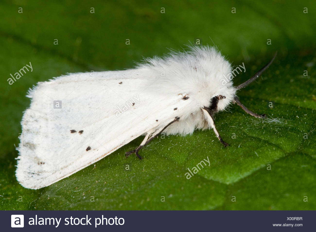 Tigermoths High Resolution Stock Photography and Images - Alamy