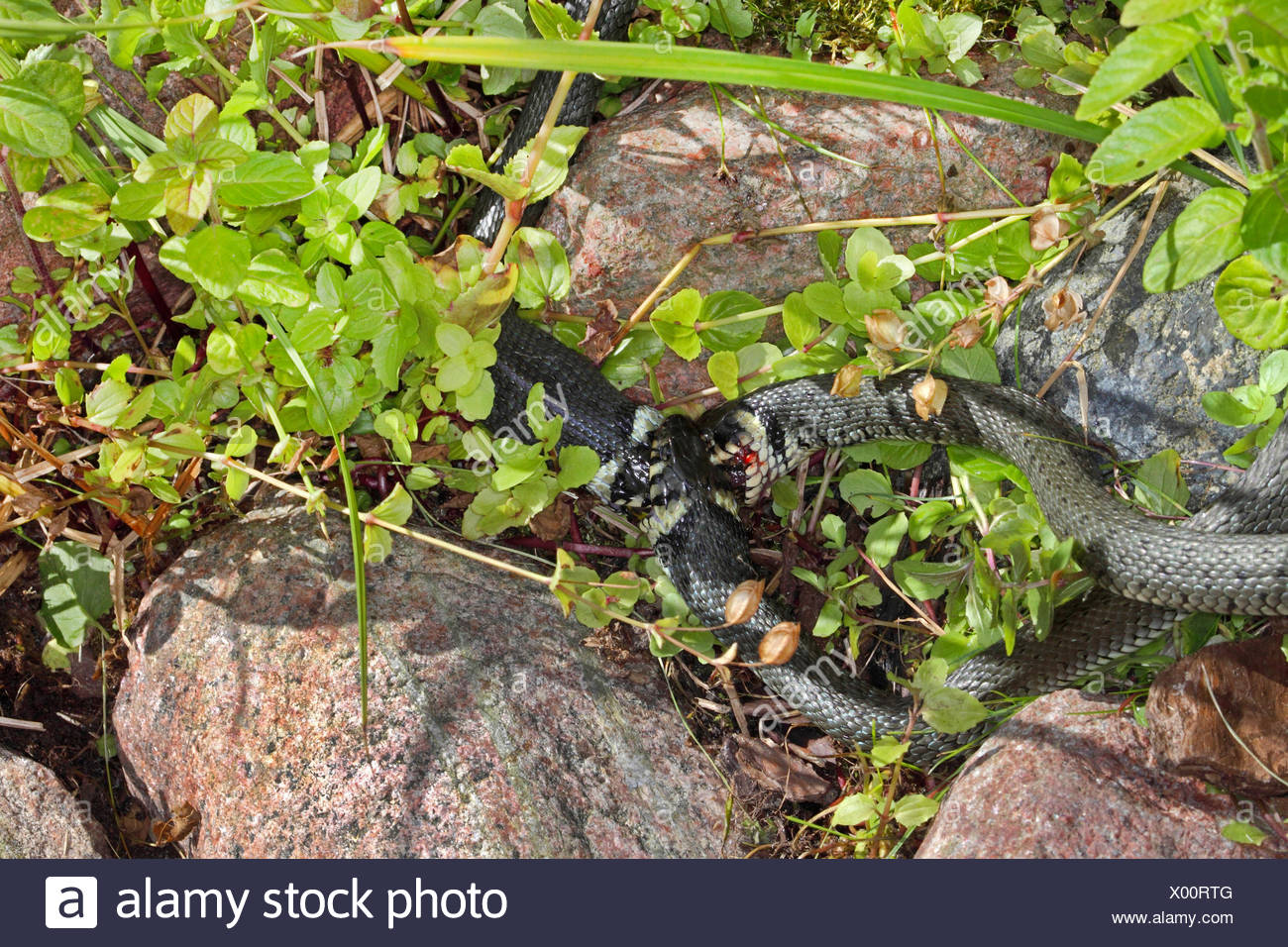 Snakes Picture High Resolution Stock Photography and Images - Alamy