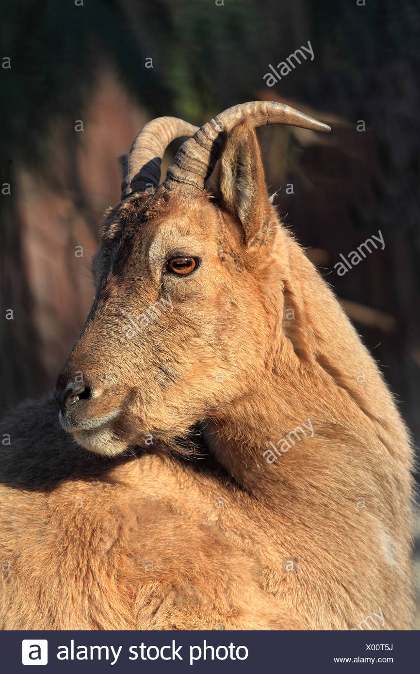 Tahr Hemitragus Jemlahicus High Resolution Stock Photography and Images ...